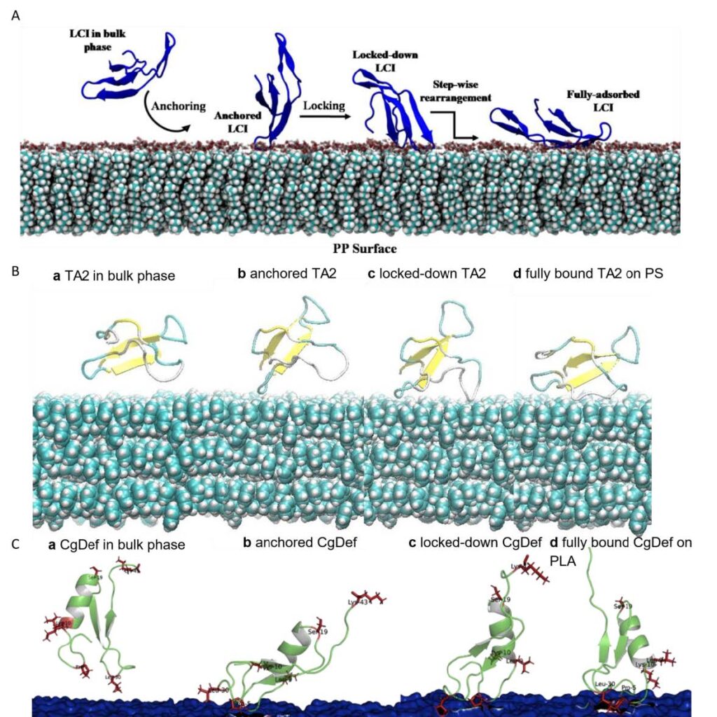 Molecular Dynamics Simulations of Anchor Peptides−Surface Interactions ...