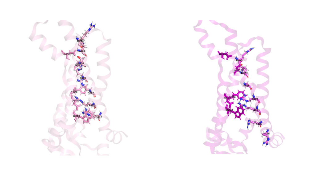 Exploring the Free Energy Landscape of the Hcn Channels Voltage Sensing ...